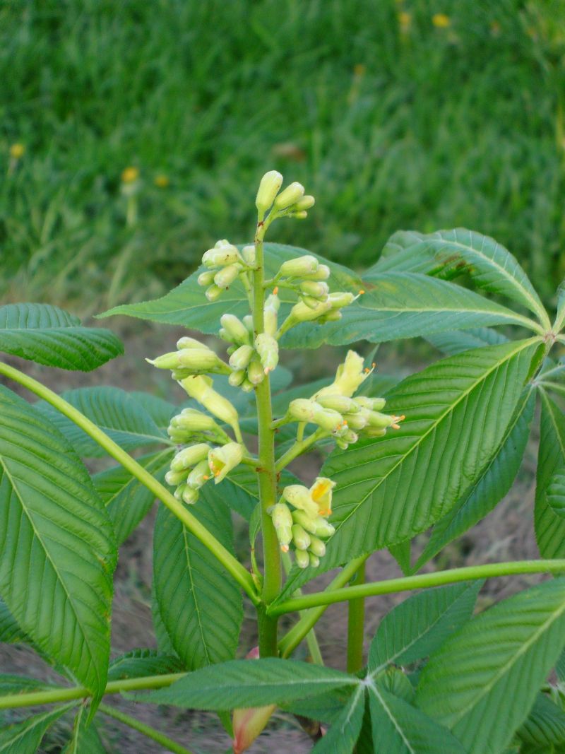 Gesunde Rosskastanien für Hof und Garten – Martin Dieck – Meine Seite